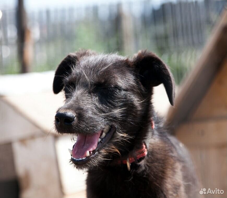 Кармен и Изабель, 1 год, метисы терьера и спаниеля