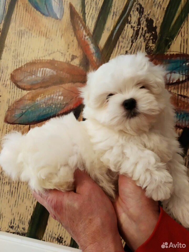 Мальтезе. Белоснежные крошки на ладошку