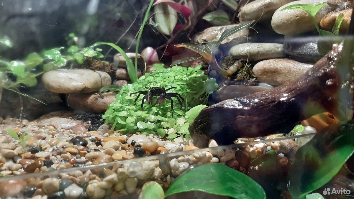 Полюдариум с крабом