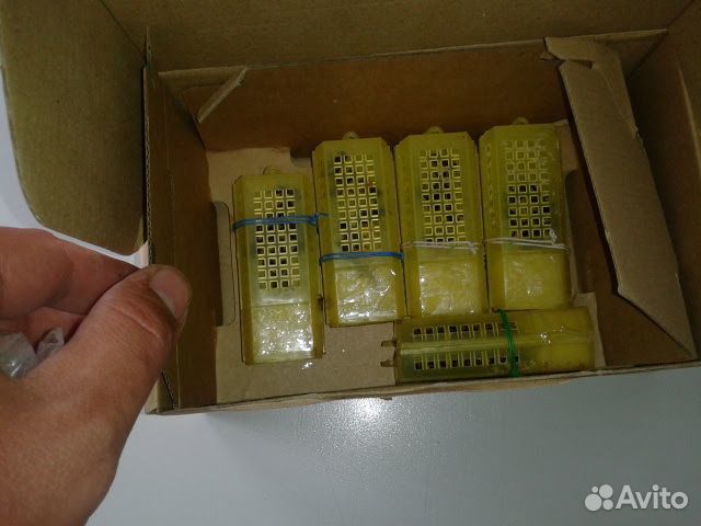 Пчелиные матки, среднерусская северная пчела