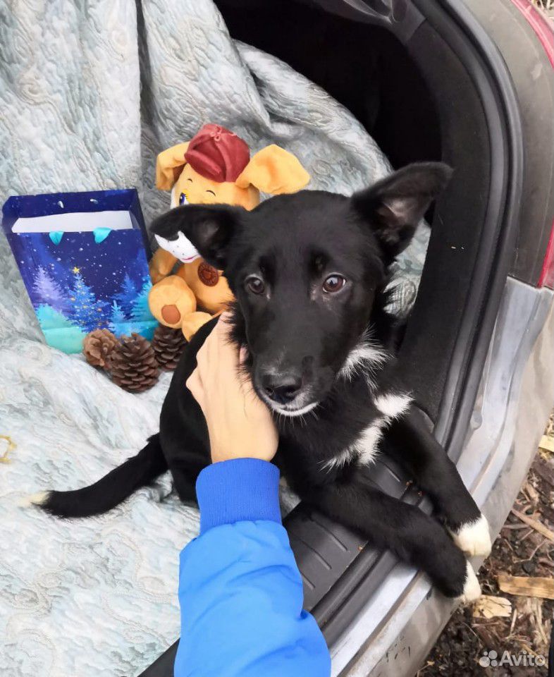 Щенки в добрые руки Я рождён чтобы любить тебя