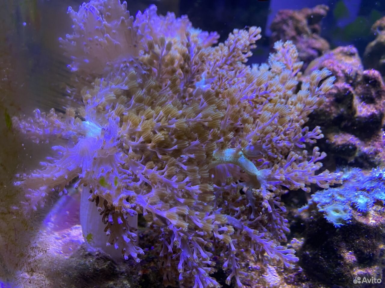 Капнелла - Литофитон арбореум