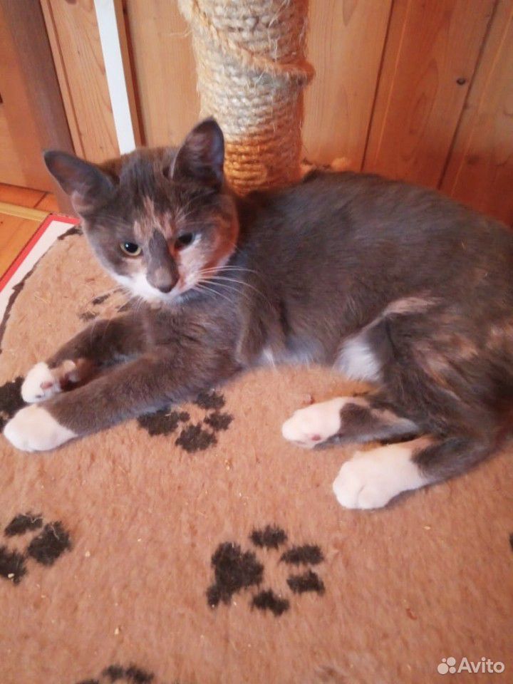 Котенок Шармель 6 мес