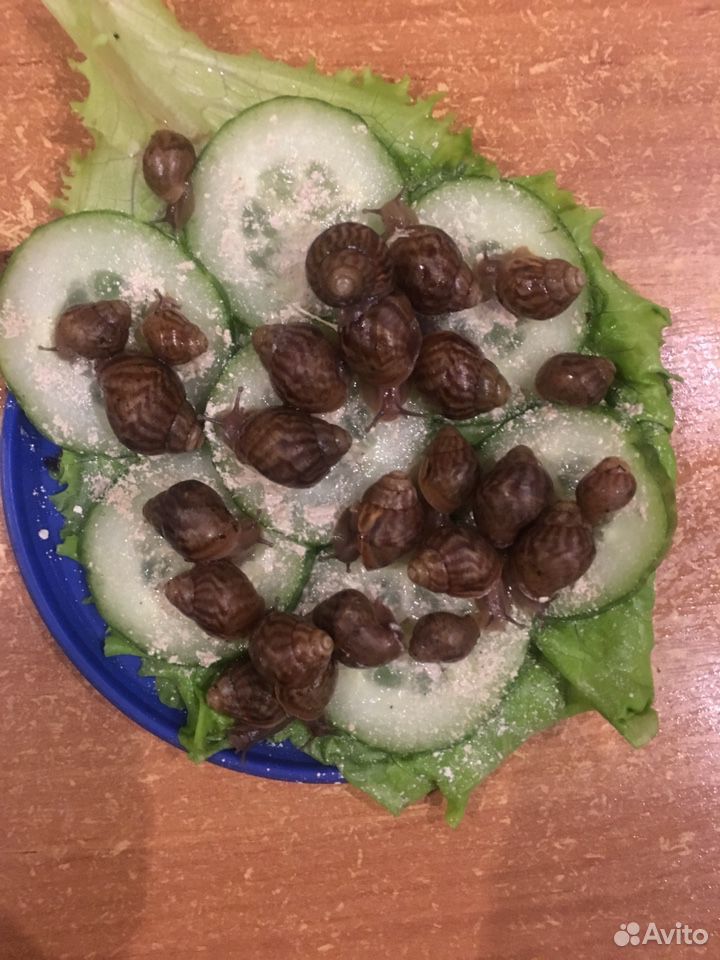 Улитки Ахатины-детки