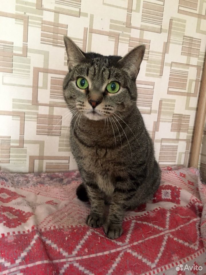 Кошка Лаура