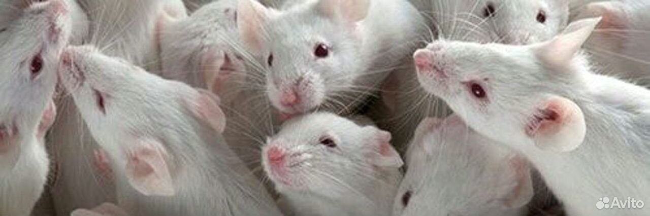 Мышь кормовая