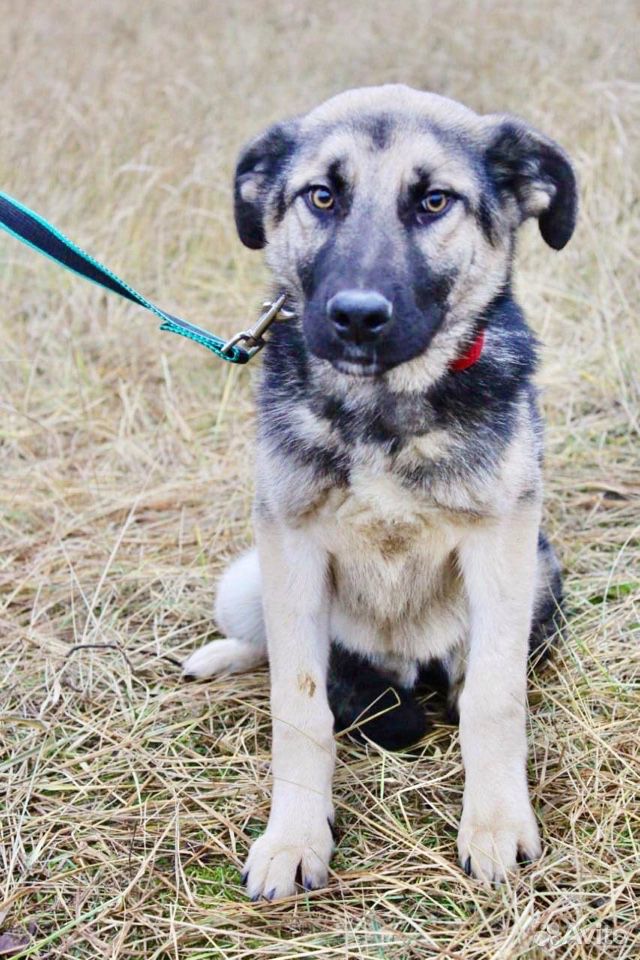 Отдам в хорошие руки, метис овчарки