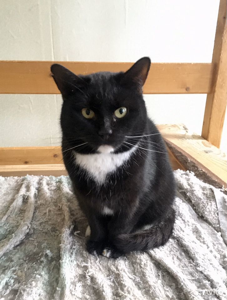 Поночка в добрые руки