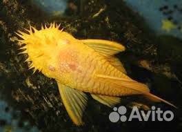 Анциструс. Сом альбинос