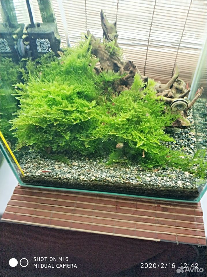 Кристмас. Неприхотливый мох для аквариума