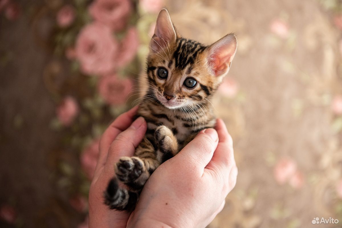 Бенгальские малыши