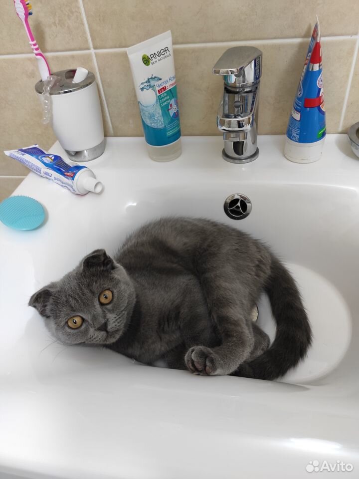 Продам котенка