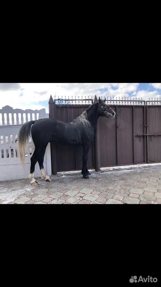Жеребец