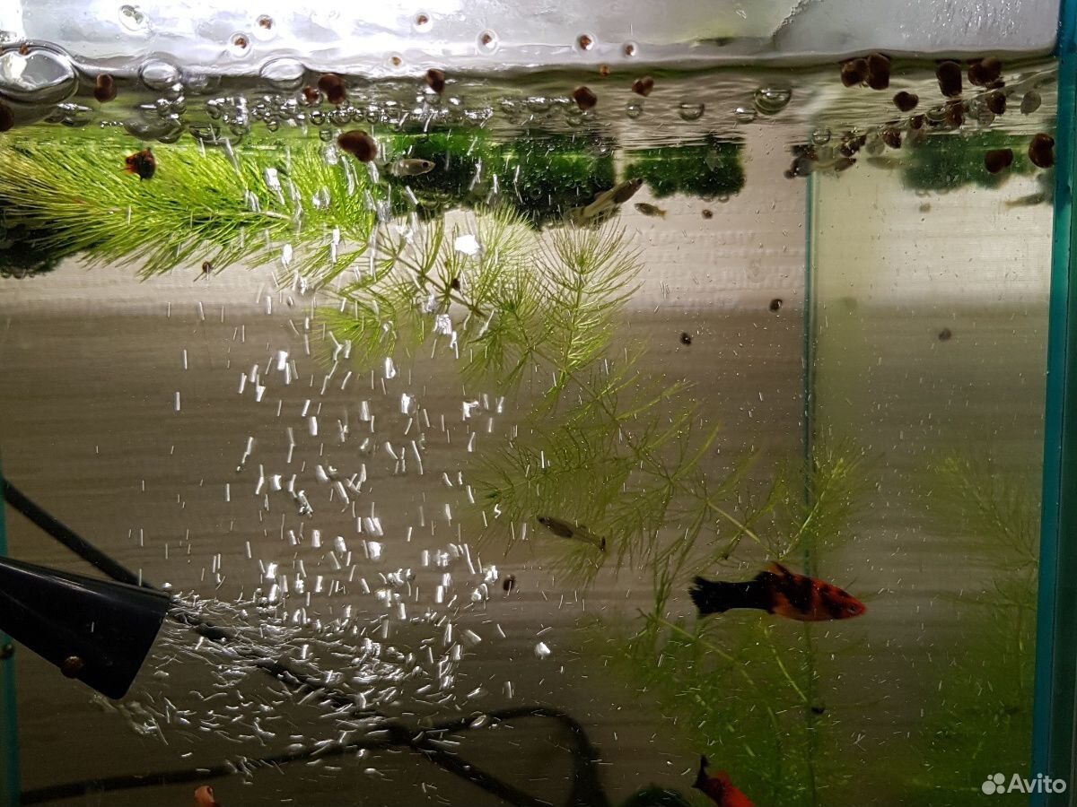 Улитки в аквариум