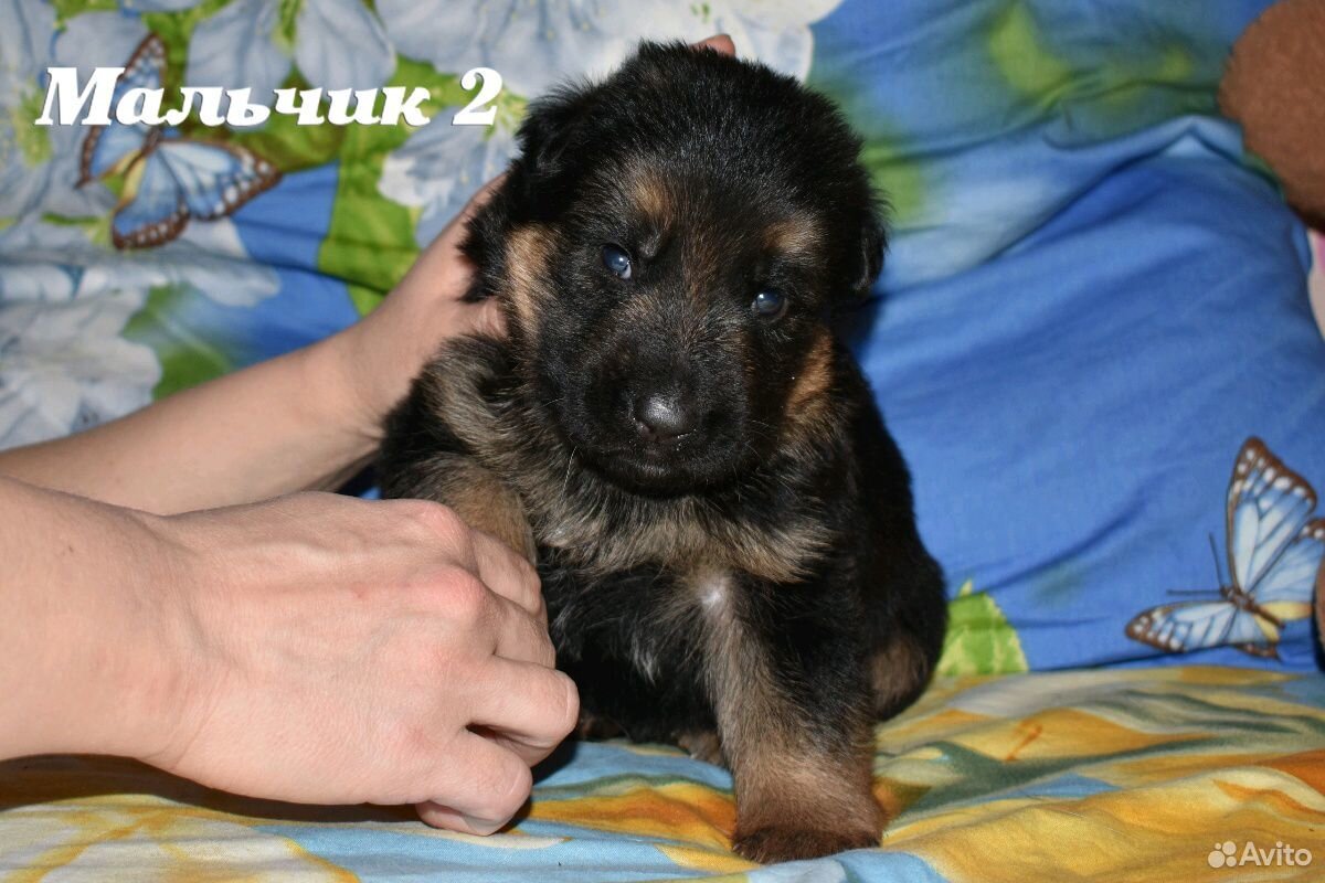 Щенули красотули отборные