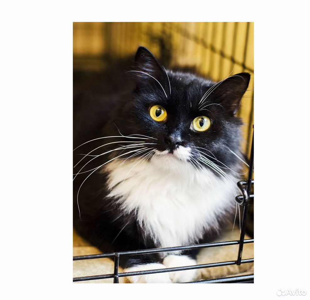 Молодой джентльмен ищет семью, возраст 2 года