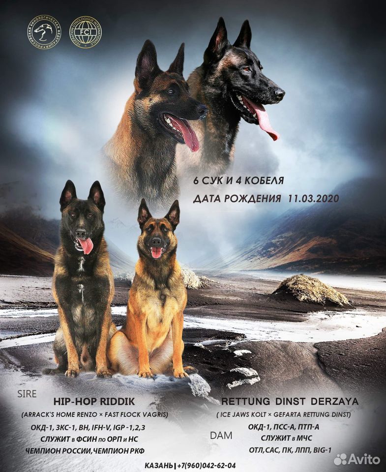 Щенки Малинуа