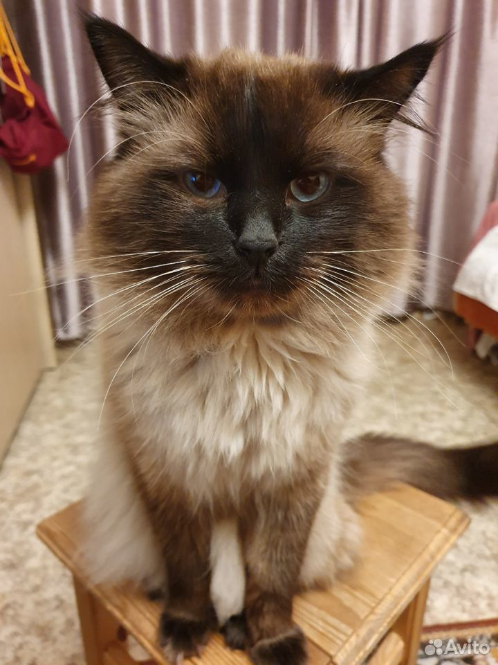 Вязка, невский маскарадный кот