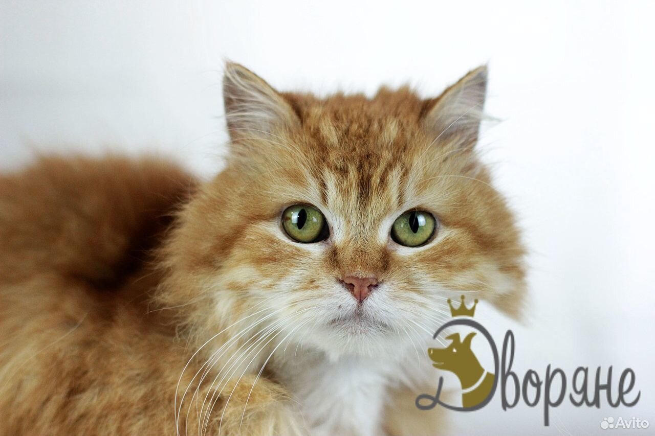 Рона в добрые руки