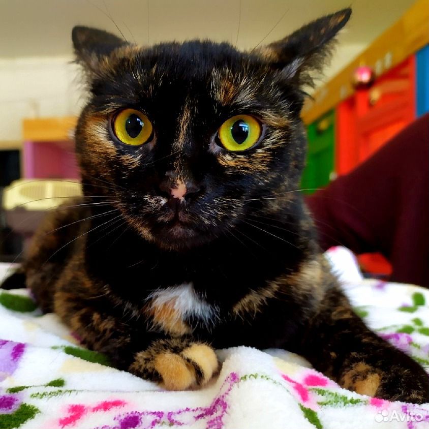 Кошечка Лори, 1 го (из приюта)