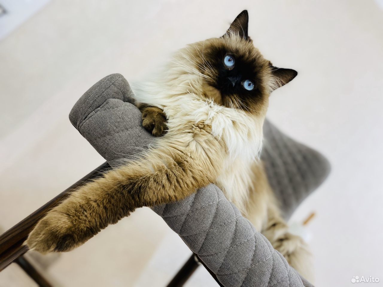 Вязка Кот Невский маскарадный