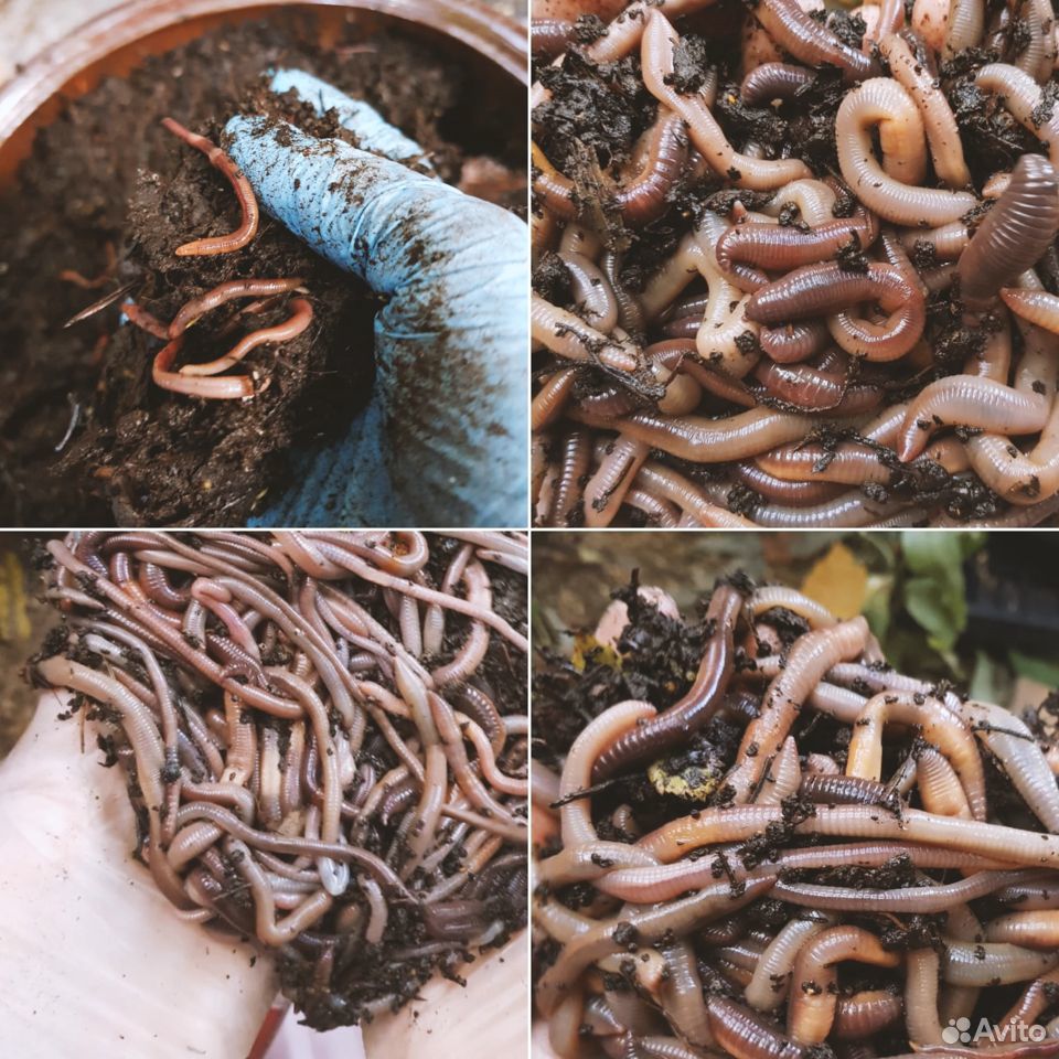 Черви старатели