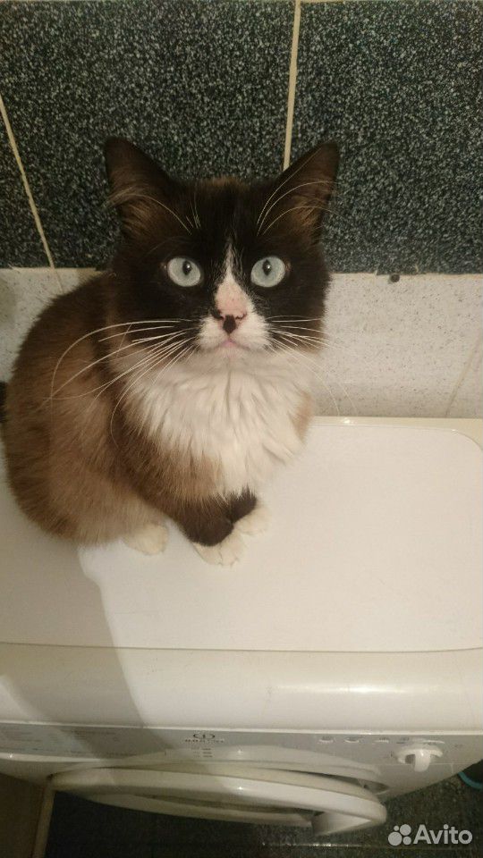 Породистая кошечка