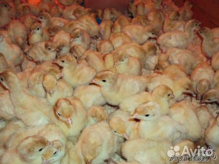 Индюшата белые широкогрудые