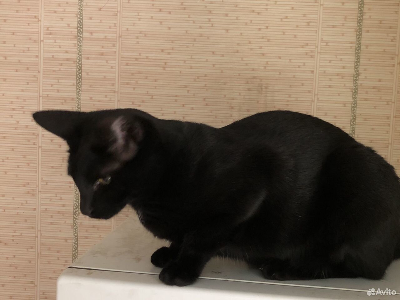 Крик о помощи