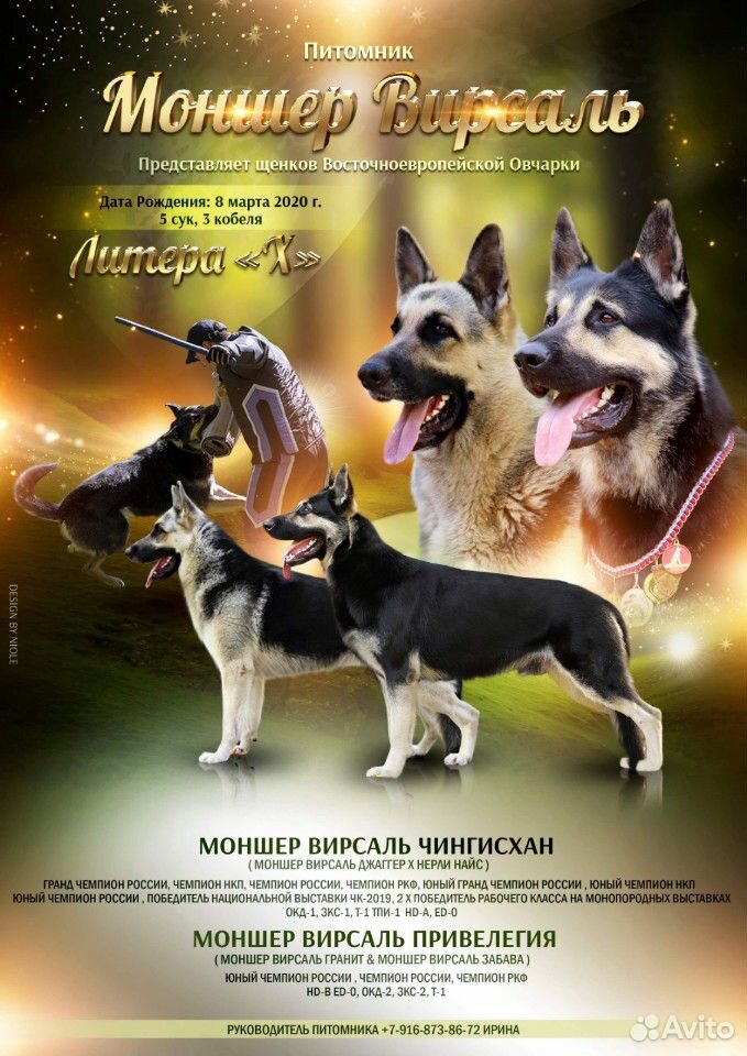 Щенки вео из племенного питомника