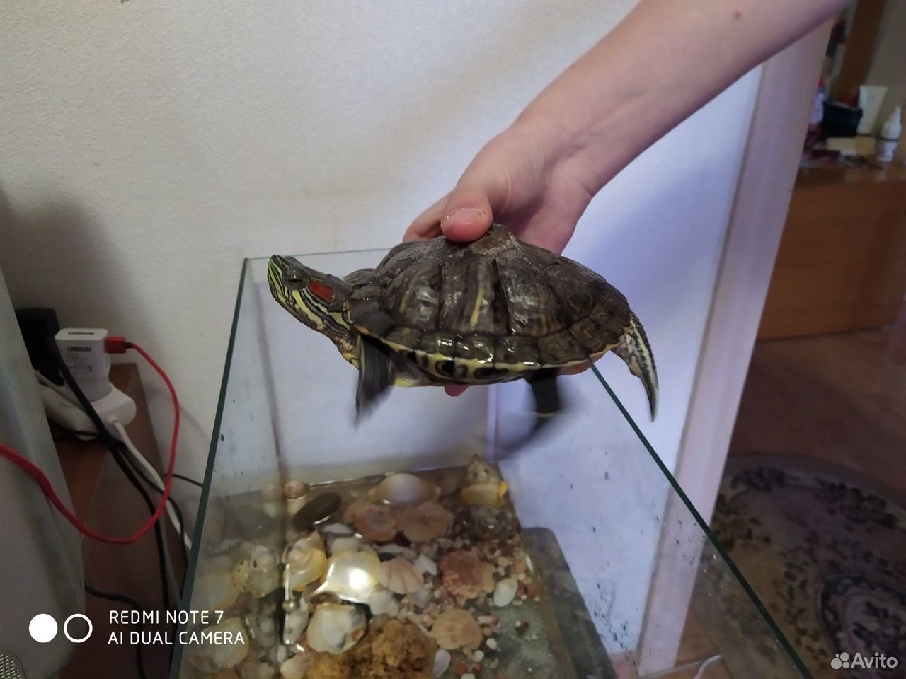 Черепаха красноухая с аквариумом