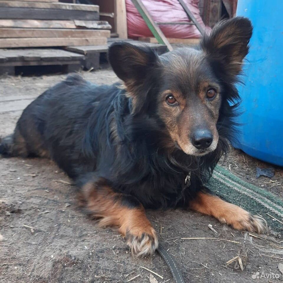 Лапушок отдам в добрые руки