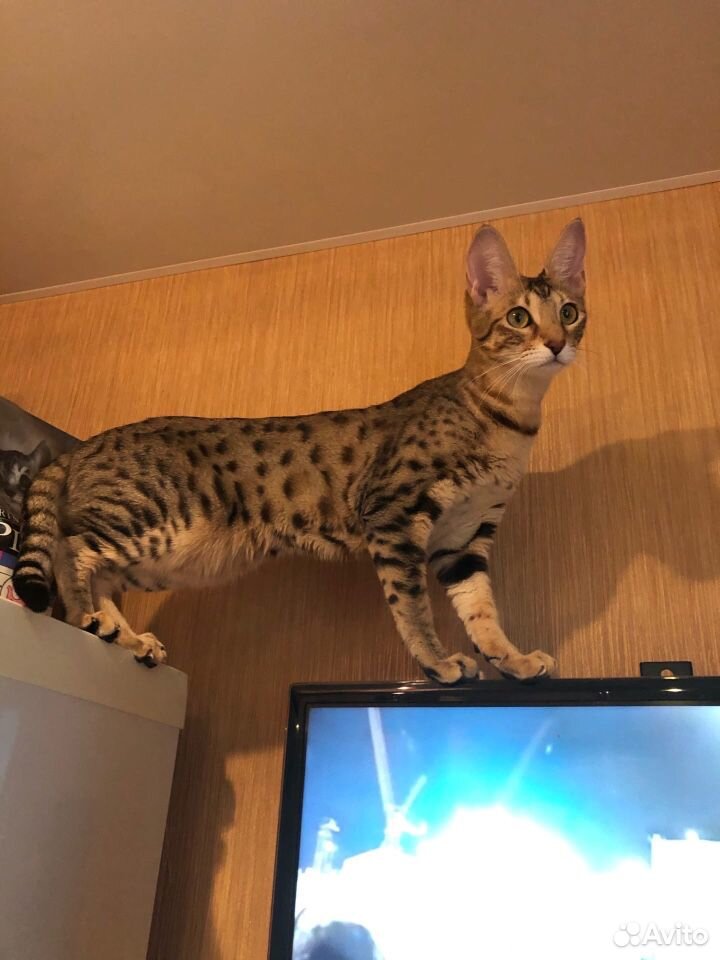 Питомник кошек