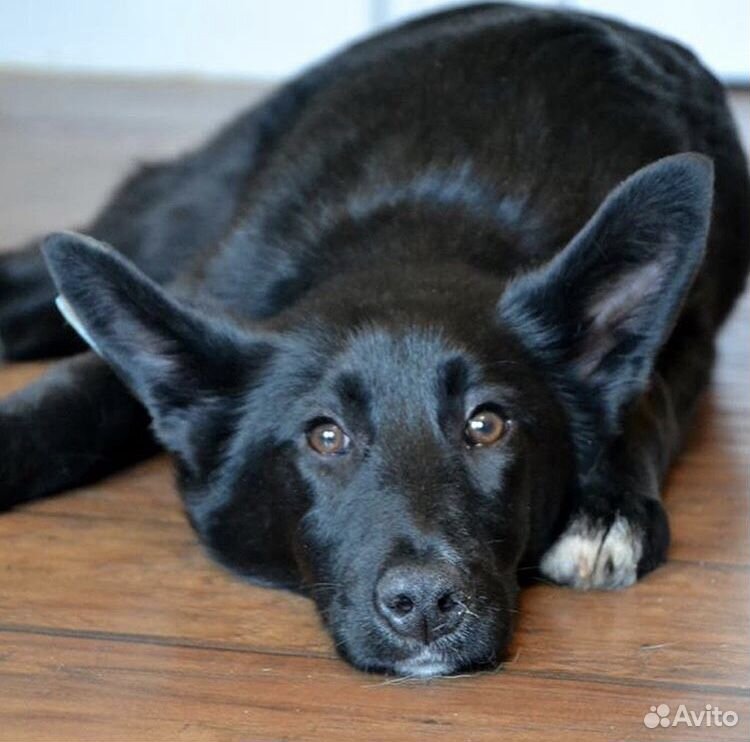 Щенок подросток