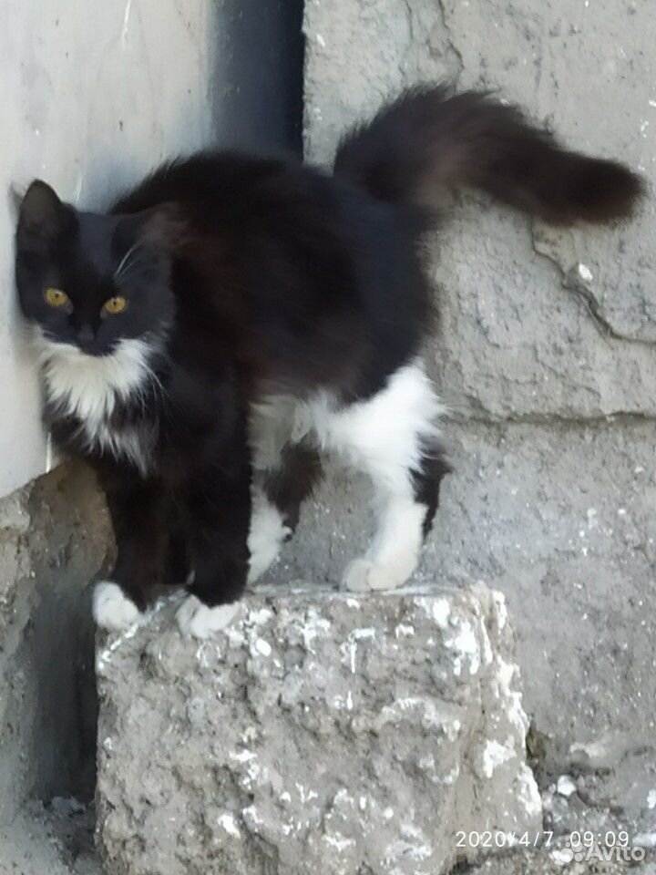 Кошка