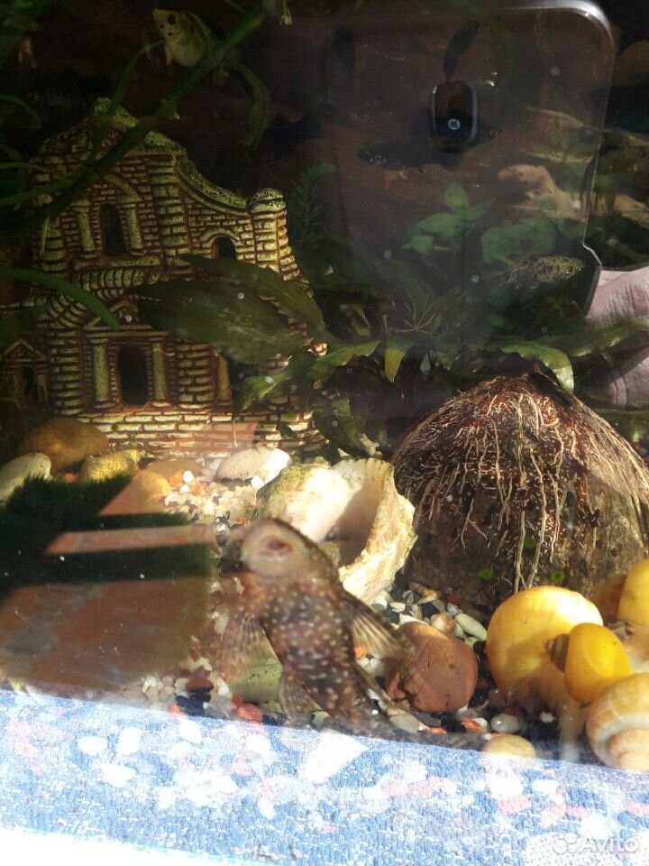 Аквариумные улитки