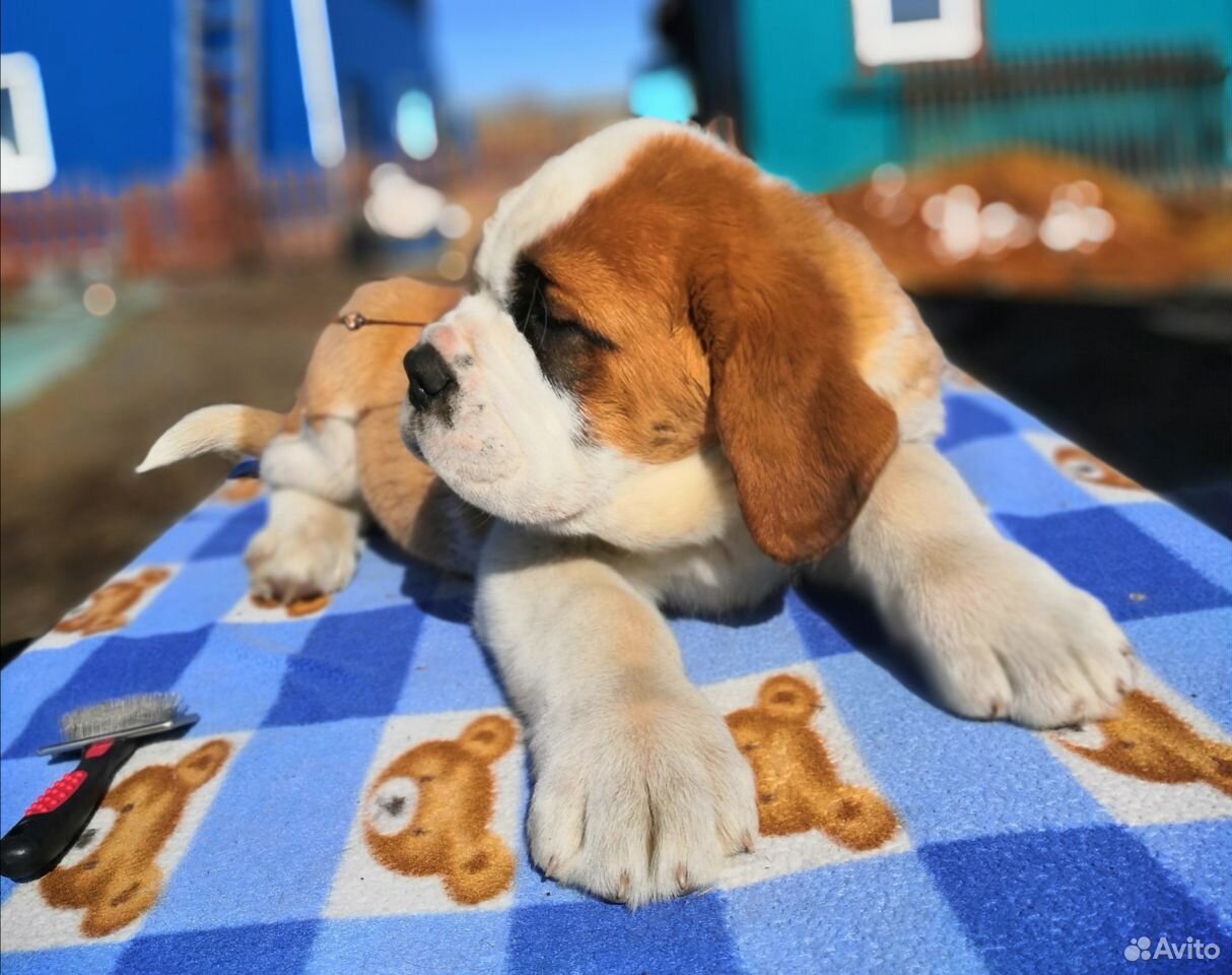 Альпийский мастиф