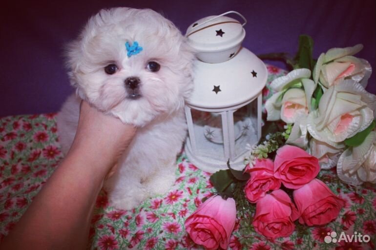 Мини кукольный малыш мальтезе 2 мес