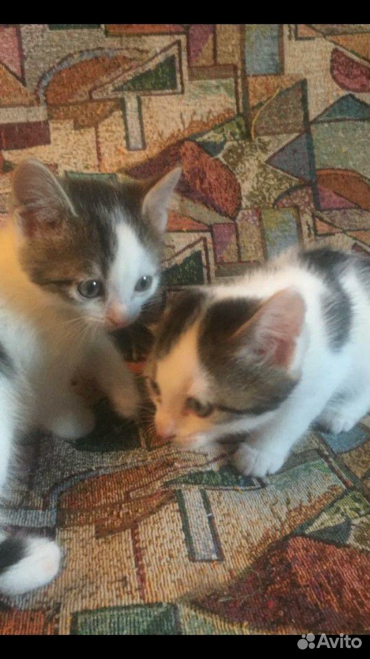 Чудесные котята в добрые руки