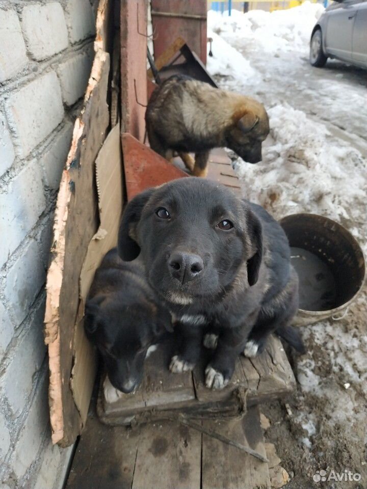 Отдам красивого щенка (девочка)