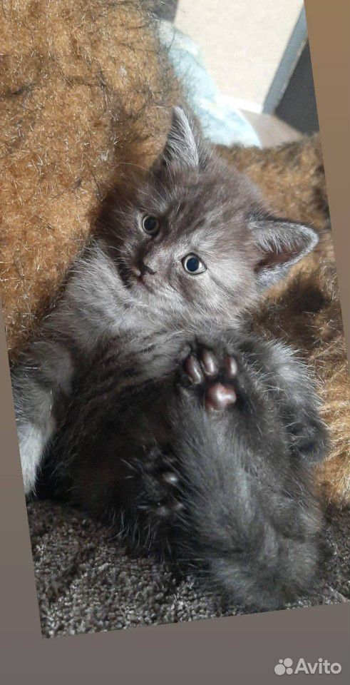 Котенок