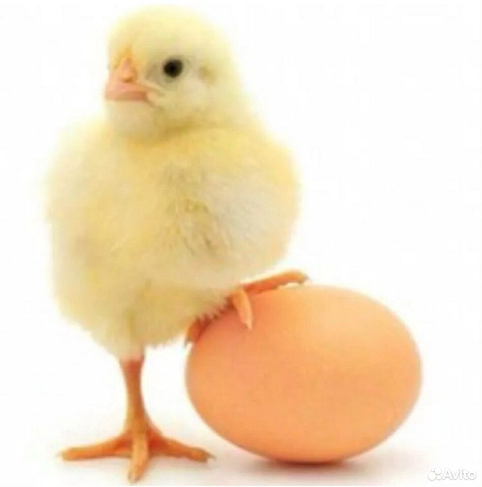 Цыплята бройлеров