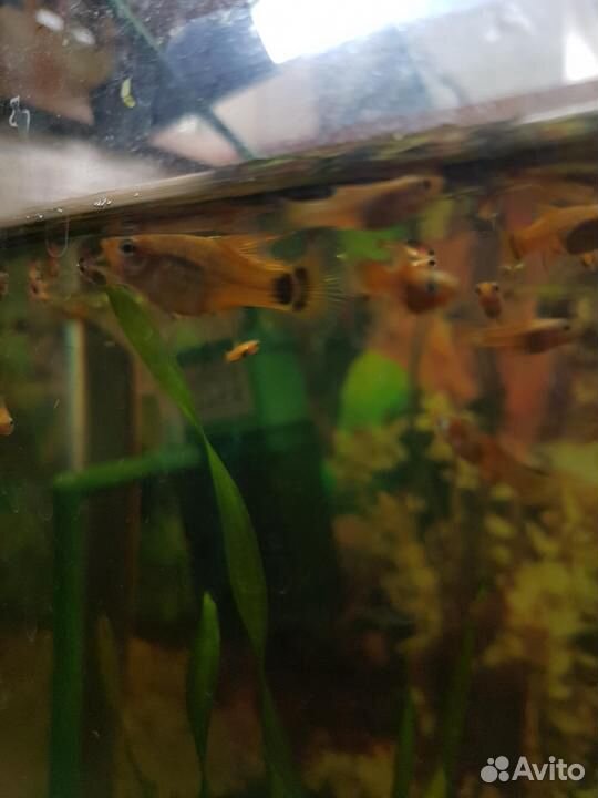 Мальки пециллии