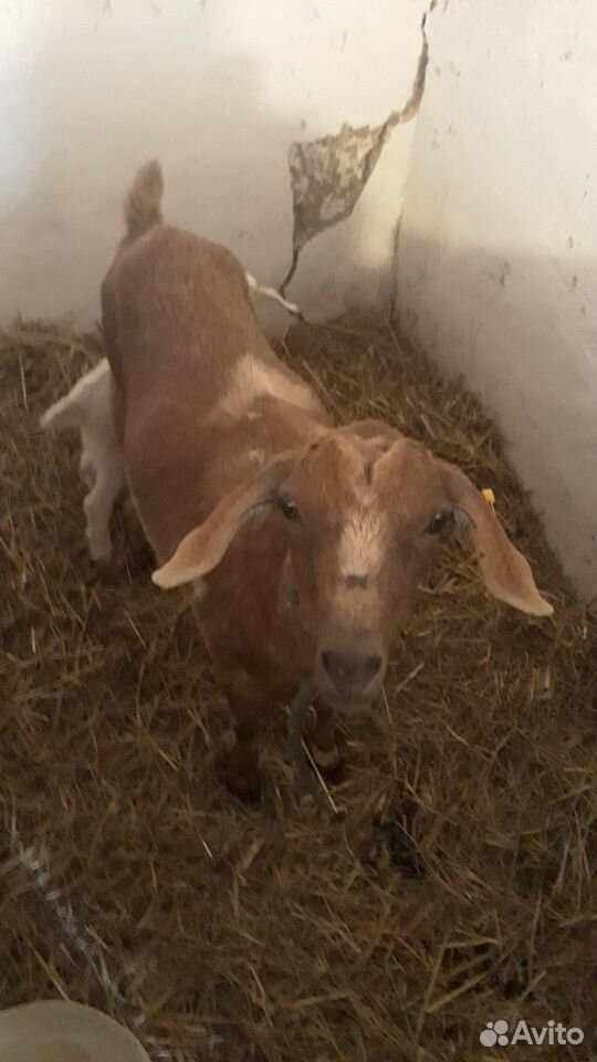 Коза полунубийская