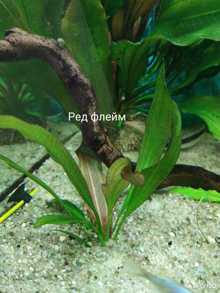 Аквариумные растения