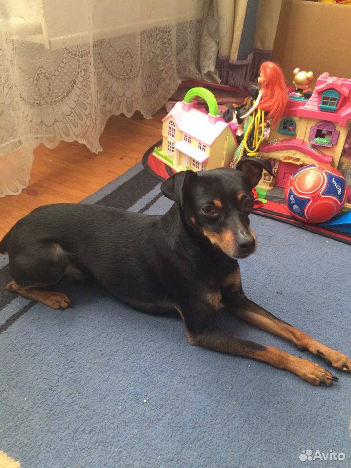 Найден той терьер