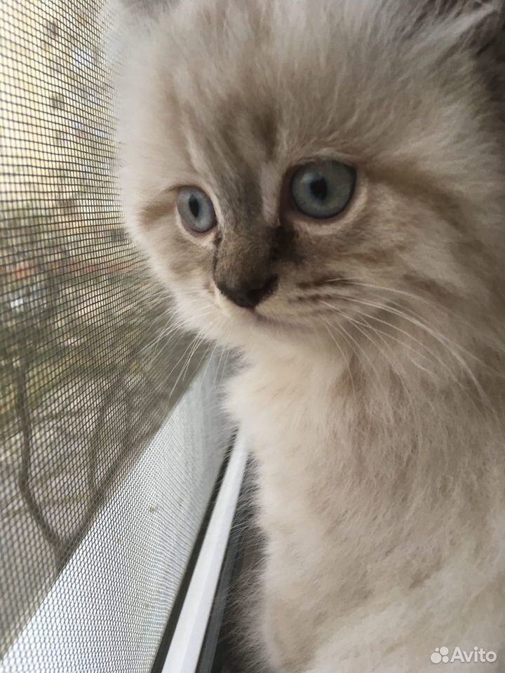 Шотландский котёнок