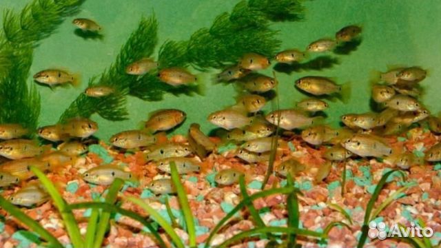 Малёк цихлиды голубой акары