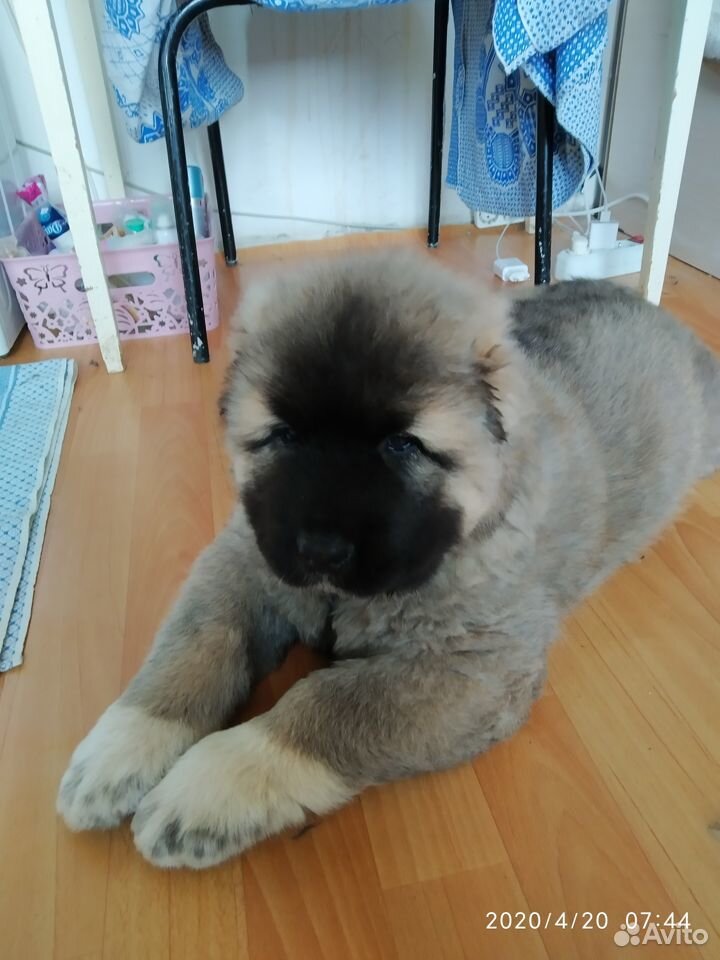 Продаётся щенок кавказской овчарки 2 месяца