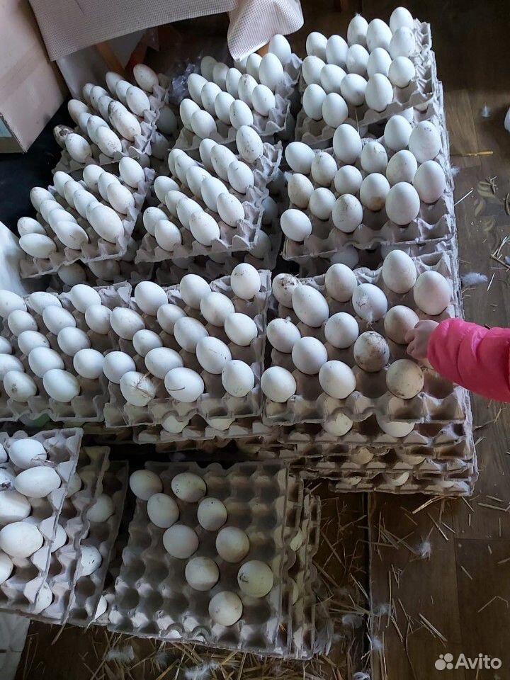 Гусиные яйца